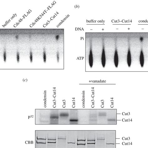 Atpase Mutant Causes Mitotic Phenotype And Protein Thiophosphorylation