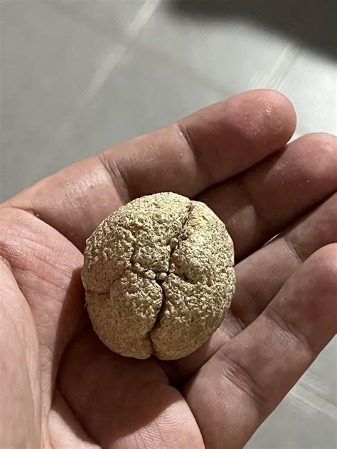 Help Me Identify This Please Rfossils Help Me Identify This Please Rfossils