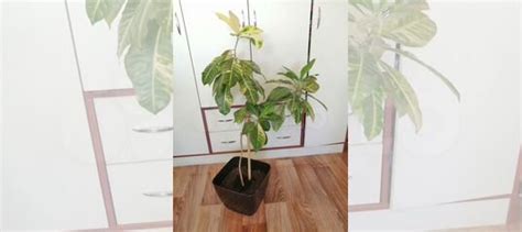 Комнатные цветы кротоны купить в Красноярске | Товары для дома и дачи ...