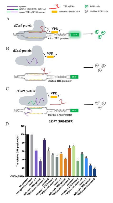Mol Ther︱桂耀庭刘宇辰于波团队发现单链核酸适配体具有降低crispr Cas9脱靶与提升基因编辑同源重组修复的功能 知乎