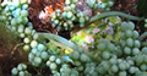 Caulerpa Cylindracea Admin 2000 01 01 Iucn Medmis