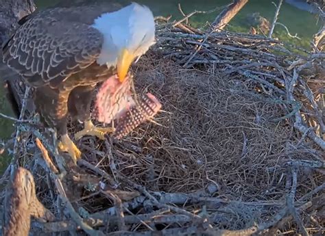 Video M15 Brings Special T For F23 Swfl Bald Eagle Cam