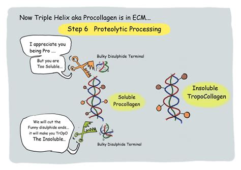 Collagen Synthesis Quick Review Creative Med Doses