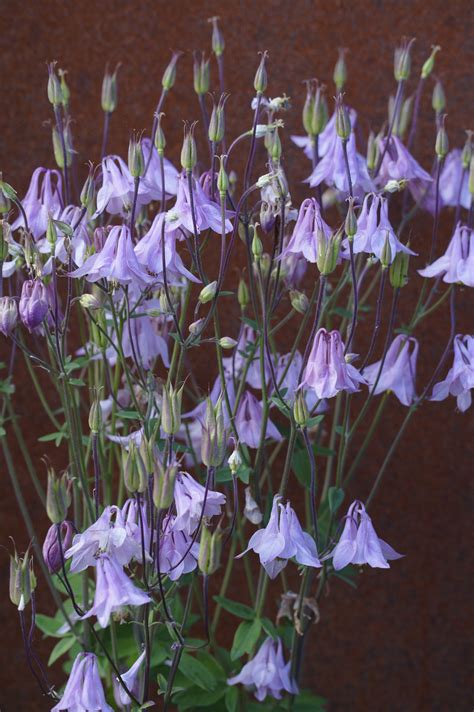 Цветы как ромашки как называются фото и названия