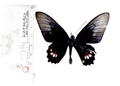 Parides Lysander Parsodes Type Specimens