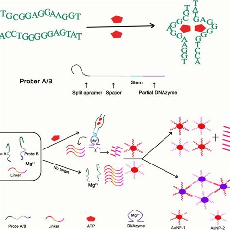 A Colorimetric Atp Assay Based On The Use Of A Magnesium Ii Dependent Dnazyme