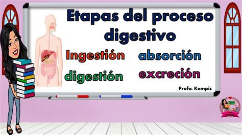 Etapas Del Proceso Digestivo Ingestión Digestión Absorción Y