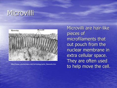 Ppt Cell Structure Powerpoint Presentation Free Download Id3776736