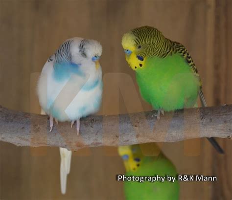 Whispering Sweet Nothings Sweet Nothings Whisper Sweet