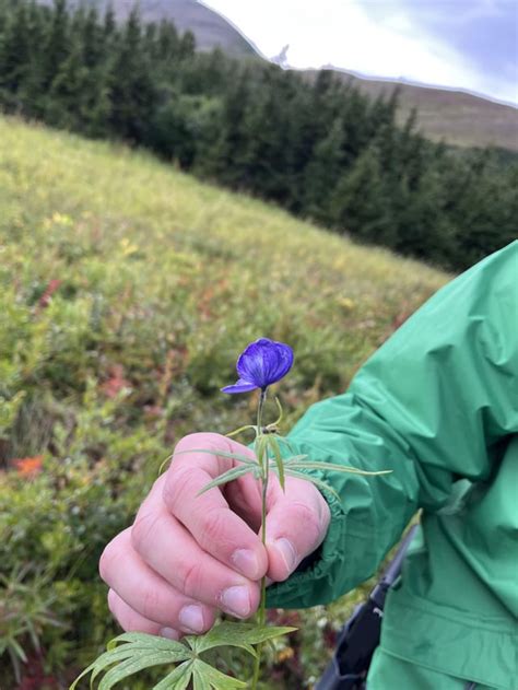 Potentially Poisonous Alaskan Beauties Rwhatsthisplant