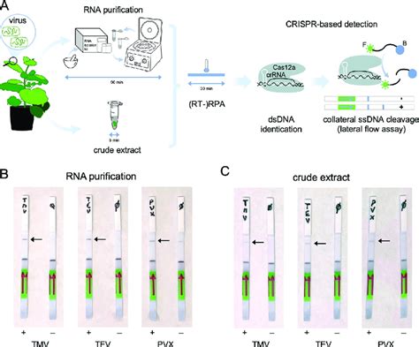 Field Deployable Plant Virus Detection With Crispr Cas12a A