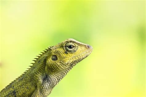 89000 Smiling Lizard Pictures