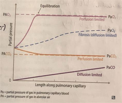 Advanced Exercise Physiology Exam 1 Flashcards Quizlet