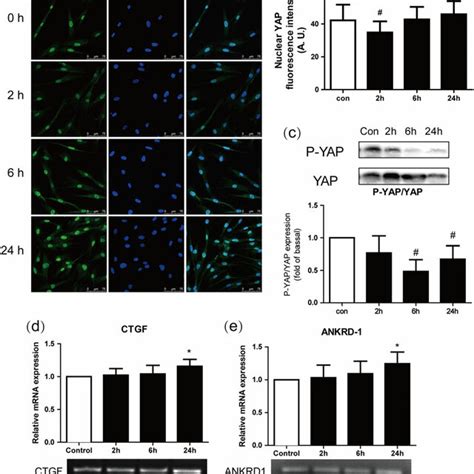 Static Magnetic Field Smf Regulated Yaptaz Localization And