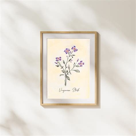 Purple Virginian Stock Wildflower Print Choose Deckled Or Smooth Edge