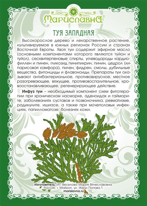 Масло туи (инфуз) 20 мл купить / Инфузы, мацераты / фитомагазин Мариславна