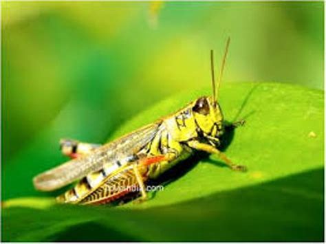 10 Interesting Grasshopper Facts My Interesting Facts