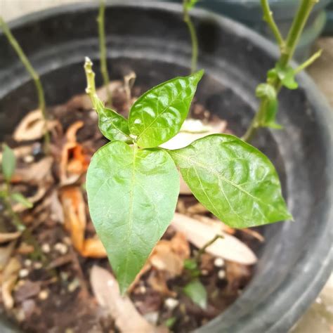 Chilli Leaves Chlorosis And Yellowing Stock Image Image Of Healthy Nature 162735477