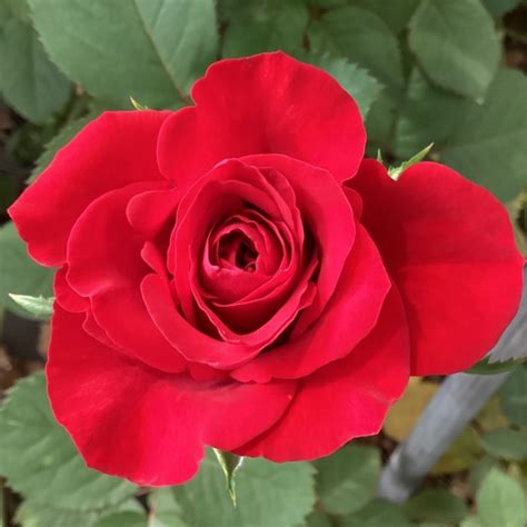 バラ（スタンダード）｜jaおおいがわの花｜jaおおいがわ／大井川農業協同組合