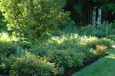 Hypericum ‘blue Velvet Plantswise