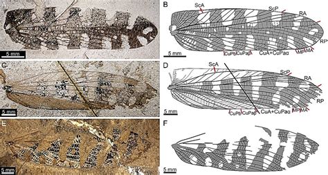 Jurassic Insects With Leaf Like Wings Found Alongside Their Plant