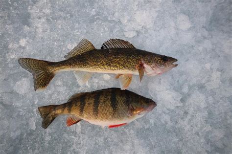 Ice Fishing Tips For Walleye • Air Gun Maniac
