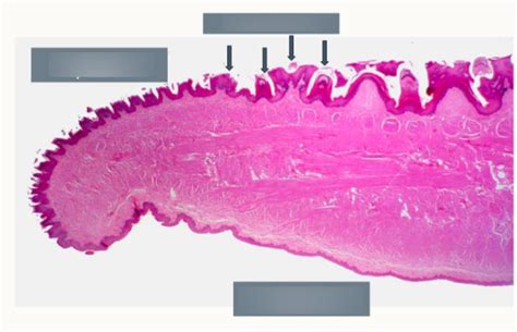 Histology Of The Head And Neck Sdl Tongue Cat Diagram Quizlet