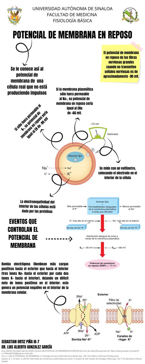 Potencial De Membrana En Reposo