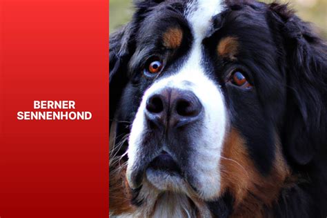 Berner Sennenhond Alles Wat Je Moet Weten