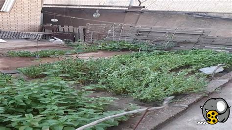 کاشت سبزی در باغچه فیلو