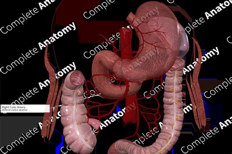 Right Colic Artery Complete Anatomy