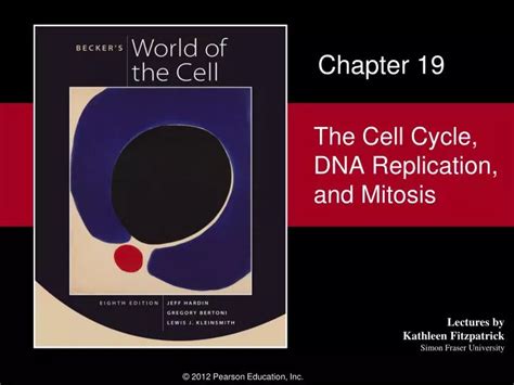 Ppt The Cell Cycle Dna Replication And Mitosis Powerpoint