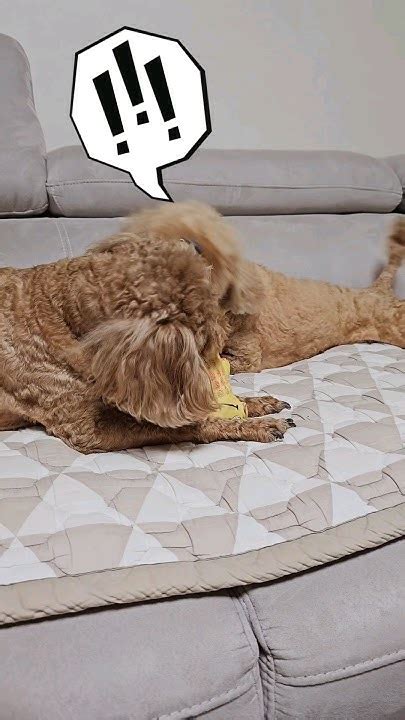 절대 싸우는거 아니고 동생이 너무 이쁜 강아지~ 강아지 귀여운강아지 푸들 Youtube
