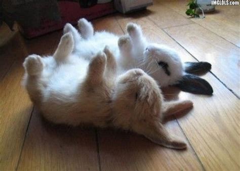 Lazy Bunns Bunny Rabbits Photo Fanpop