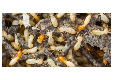 Termite Exterminator Clevelandkeshco Pest Control Ppt