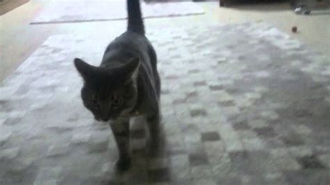 Kedi E Itimi Top At P Geri Getirme Youtube