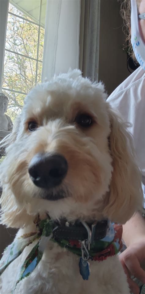 My Cuddle Buddy After I Got My Wisdom Teeth Out Rgoldendoodles