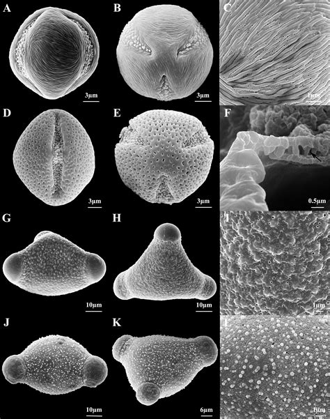 Evolution Of Angiosperm Pollen 4 Basal Eudicots1