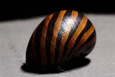 Nerite Snails Care Guide Types Breeding And More Petsoid