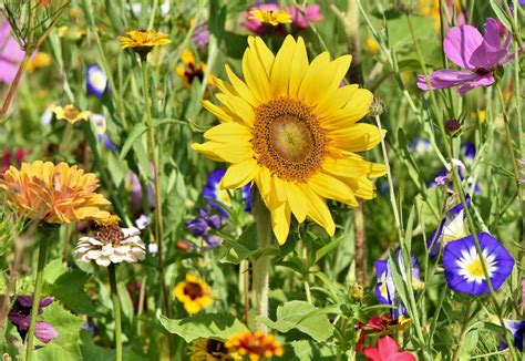 20 Of The Best Sun Loving Flowers To Brighten Up Your Garden Garden