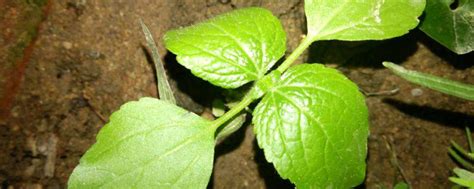 薄荷籽怎么种植方法 发财农业网