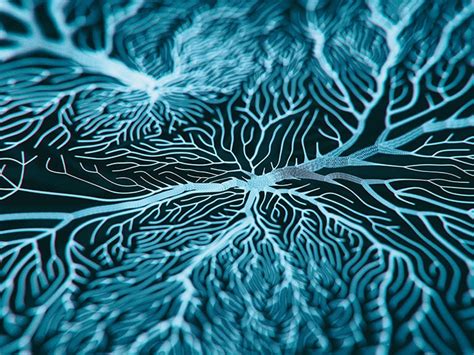 Catecholamines What Are They And How Do They Function