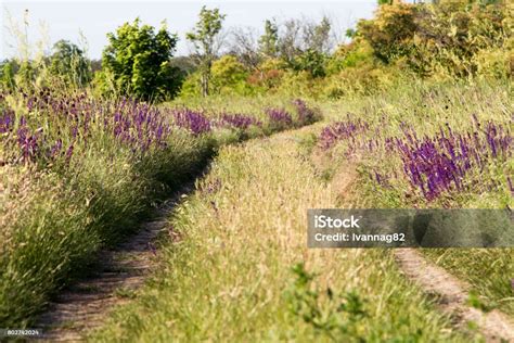 咲く野生の花の草原の花ぼかし背景の美しいフィールド まぶしいのストックフォトや画像を多数ご用意 まぶしい アルゼンチン アロマ