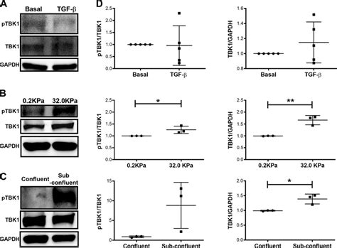 Tank Binding Protein Kinase 1 Tbk1 Is Influenced By Stiffness And