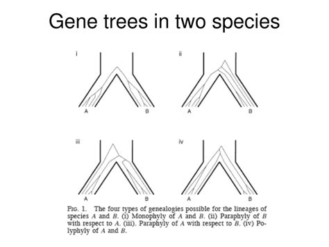 Ppt Discordance Due To Gene Flow Or Horizontal Gene Transfer