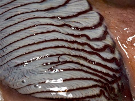 The Organs Of A Colossal Squid Te Papa