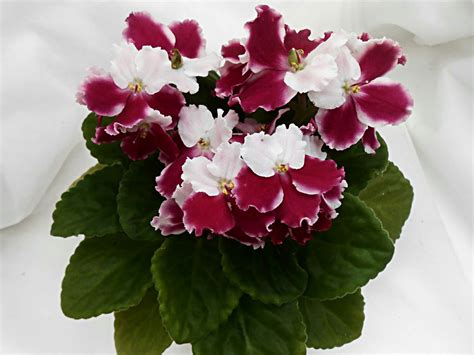 24 Optimara African Violets Plants Kimberleymiriam