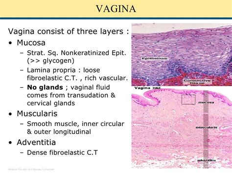 Histologic Structure Of Female Genital System