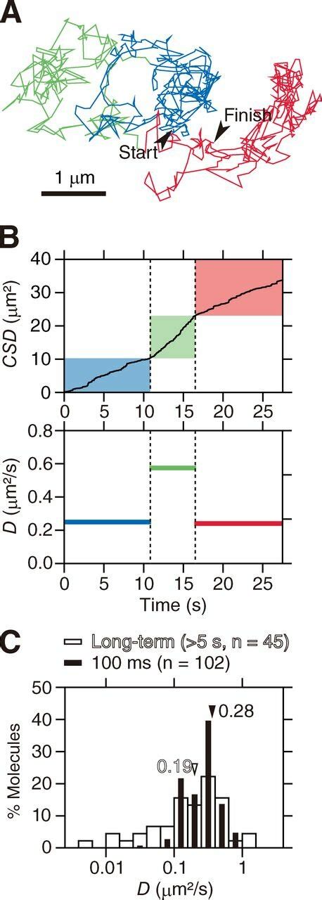Large Variations Of The Long Term 5 S Diffusion Coefficient Download Scientific Diagram