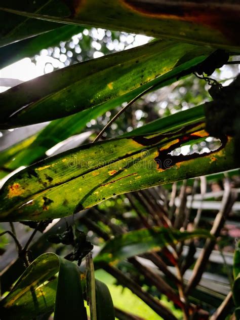 Hoja De Coco Vieja Y Sucia Imagen De Archivo Imagen De Insecto